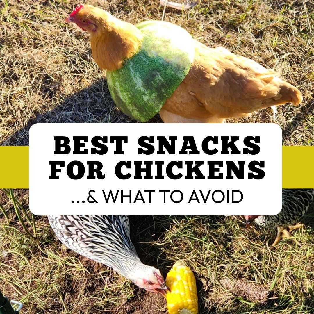 A Best Snacks for your Chickens...and What to Avoid — Four Legs or ...