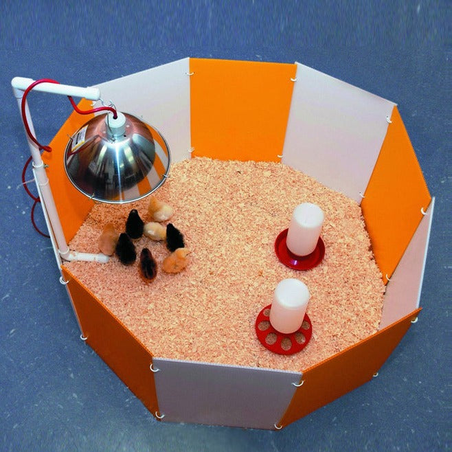 Brooder Kit for starting baby chicks — Four Legs or Wings Pets
