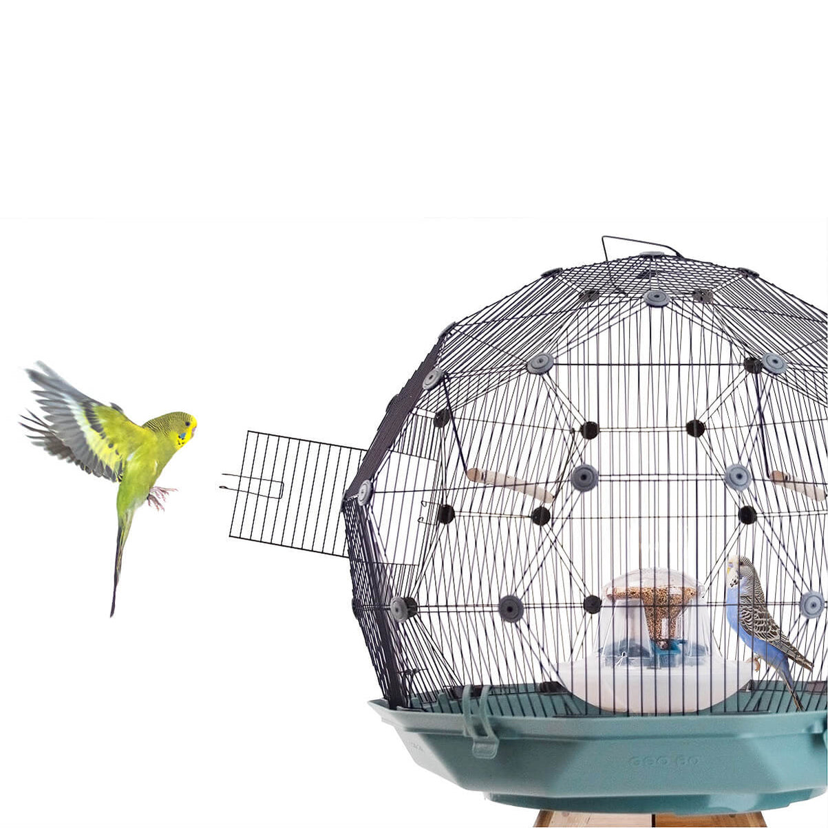 Bird — Four Legs or Wings Pets