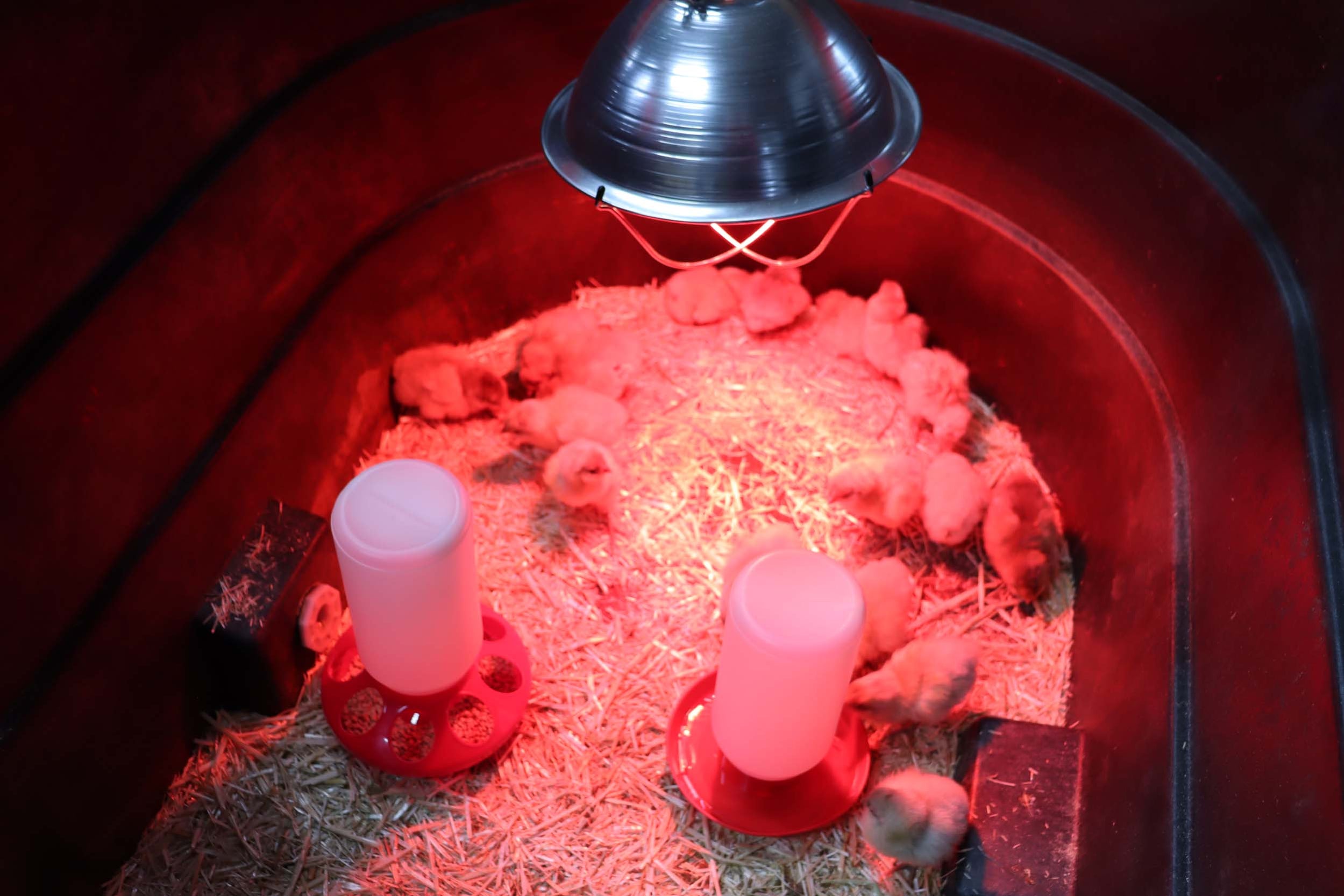 Brooder Lamp Fixture — Four Legs or Wings Pets